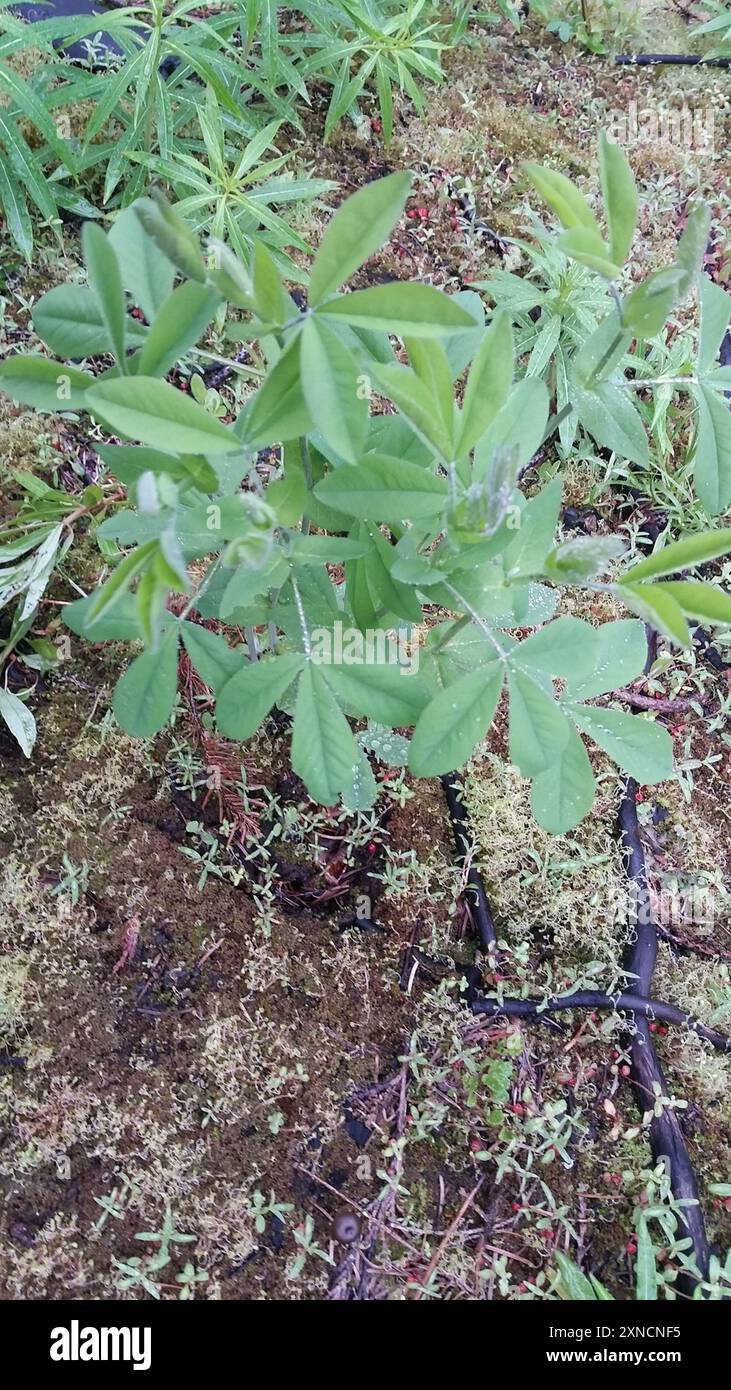 Goldenbean hi-res stock photography and images - Alamy