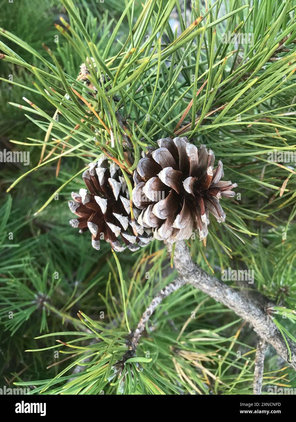 pitch pine (Pinus rigida) Plantae Stock Photo - Alamy