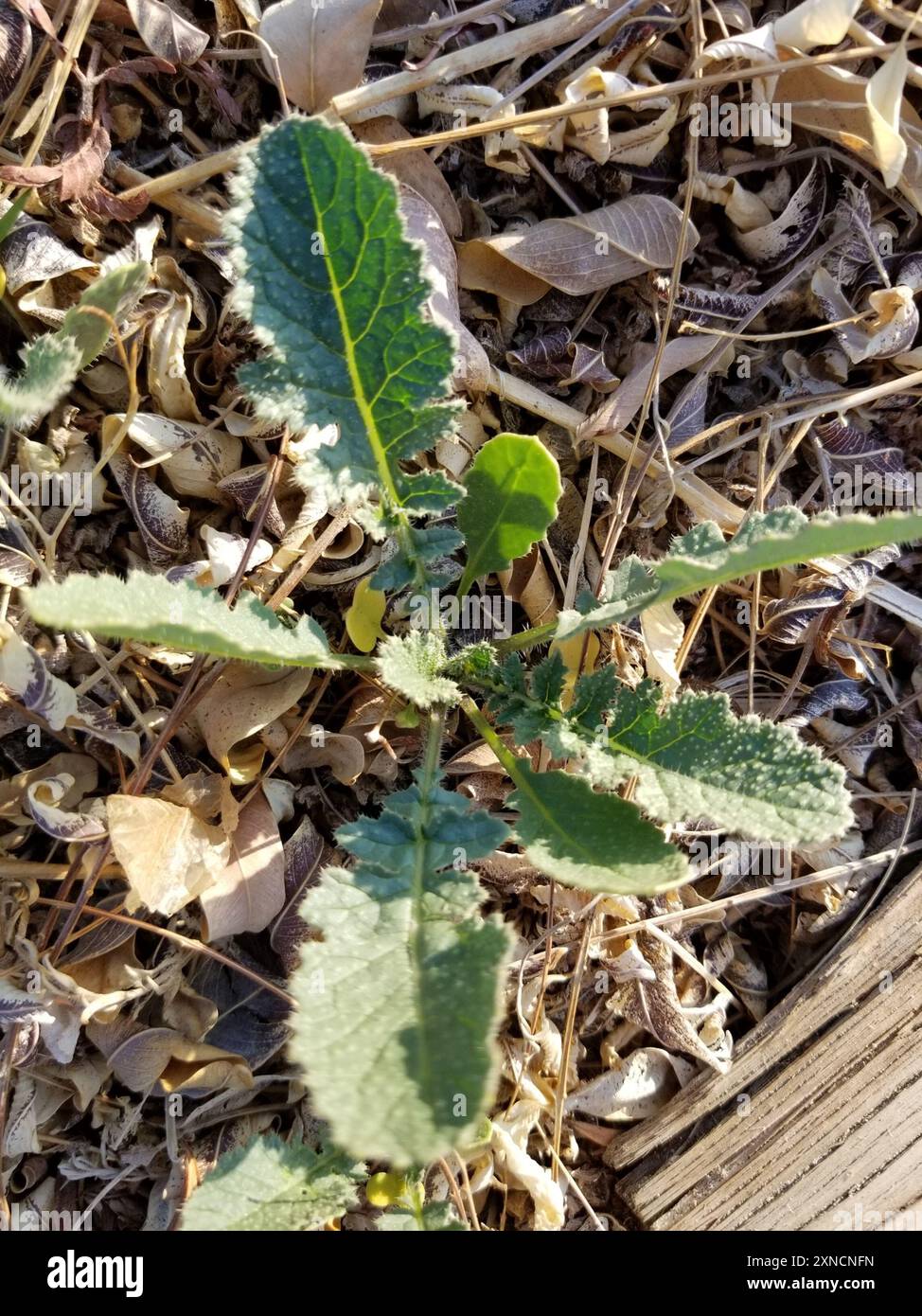 Saharan Mustard (Brassica tournefortii) Plantae Stock Photo - Alamy