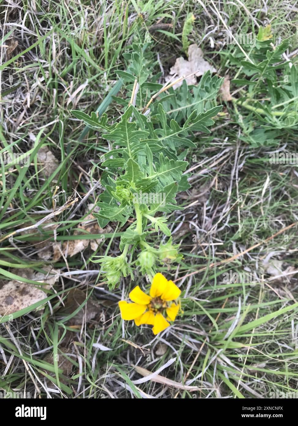 Engelmann daisy hi-res stock photography and images - Alamy