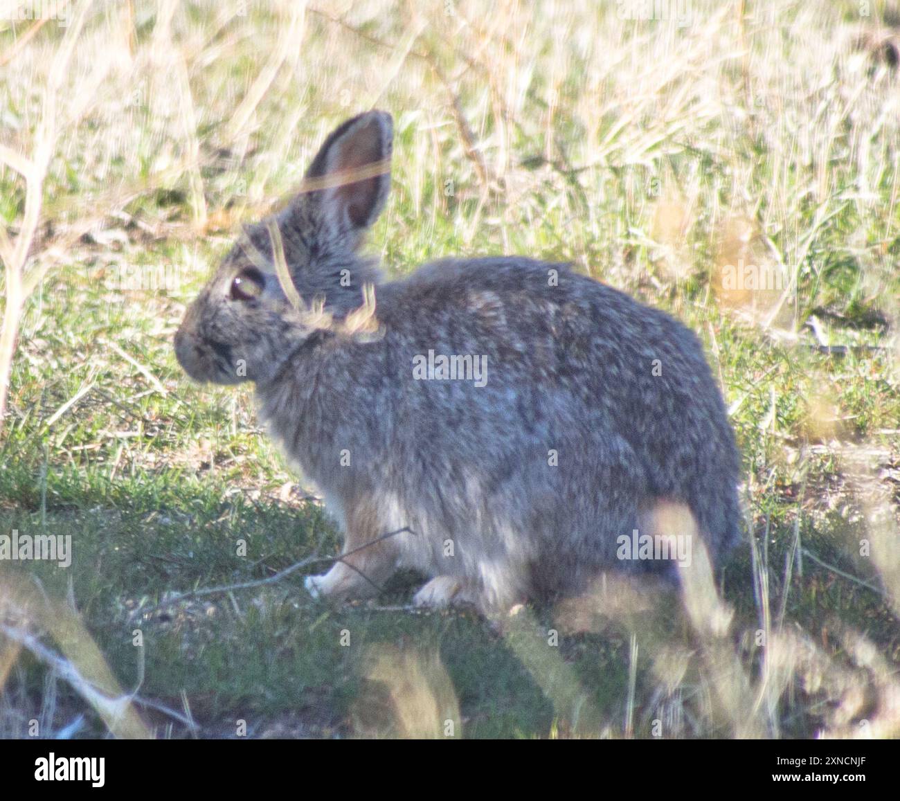 Mountain Cottontail (Sylvilagus nuttallii) Mammalia Stock Photo - Alamy
