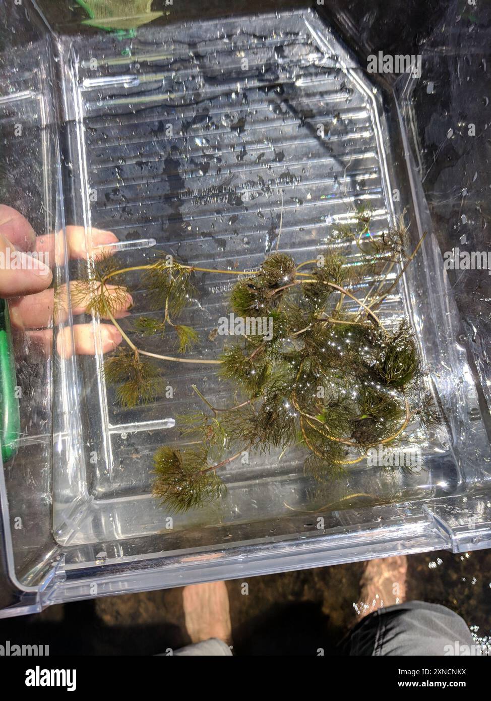 coontail (Ceratophyllum demersum) Plantae Stock Photo - Alamy