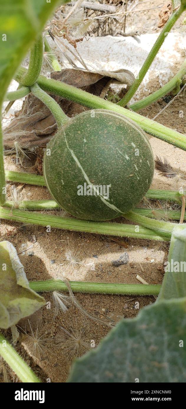 Buffalo Gourd (Cucurbita foetidissima) Plantae Stock Photo - Alamy
