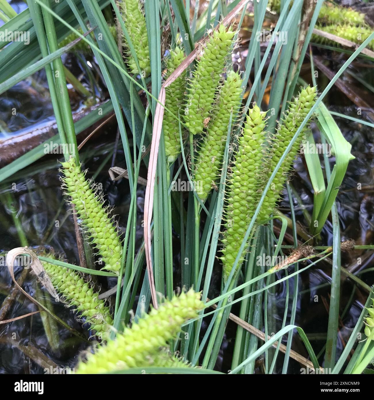 beaked sedge (Carex rostrata) Plantae Stock Photo - Alamy