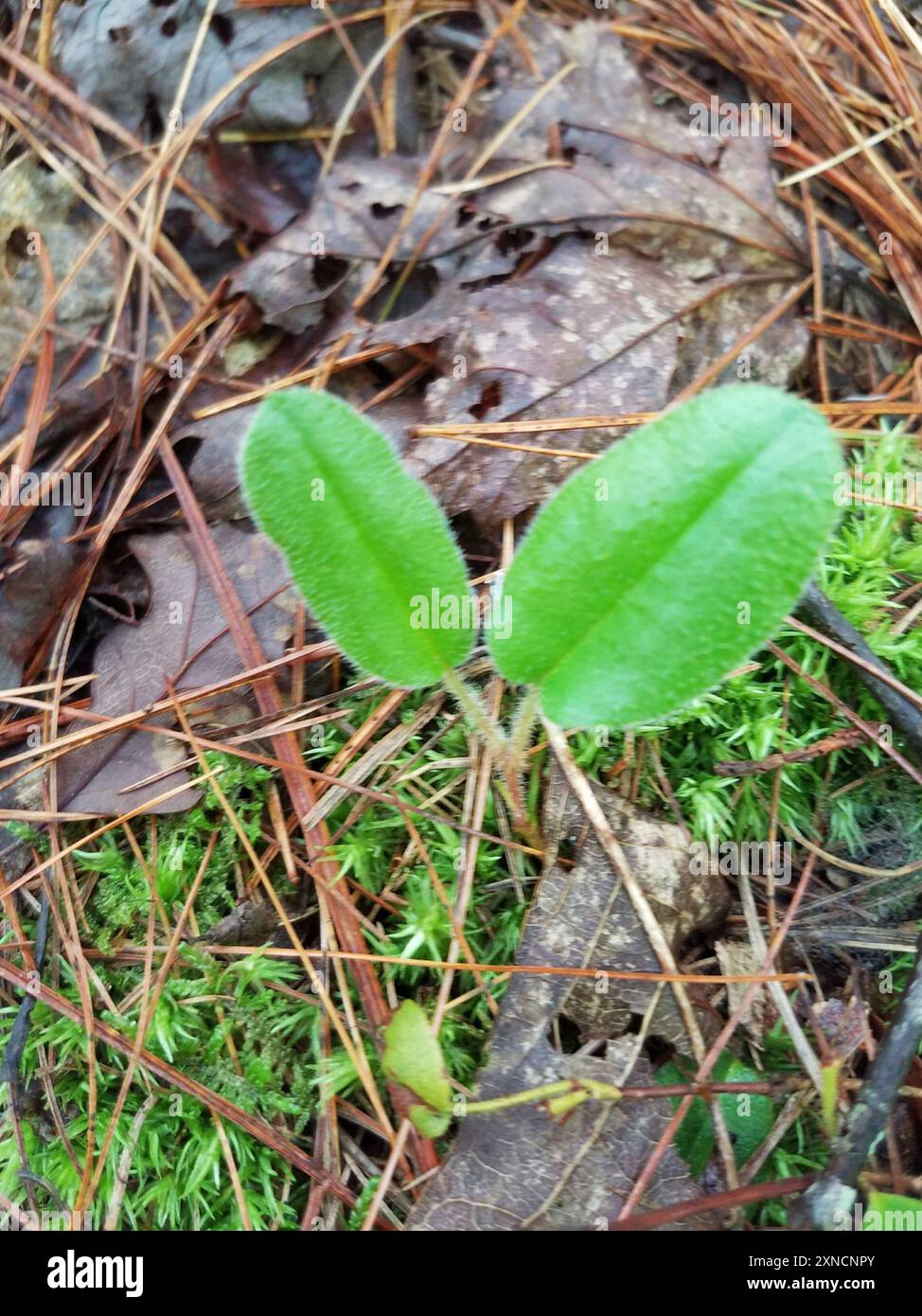 trailing arbutus (Epigaea repens) Plantae Stock Photo - Alamy