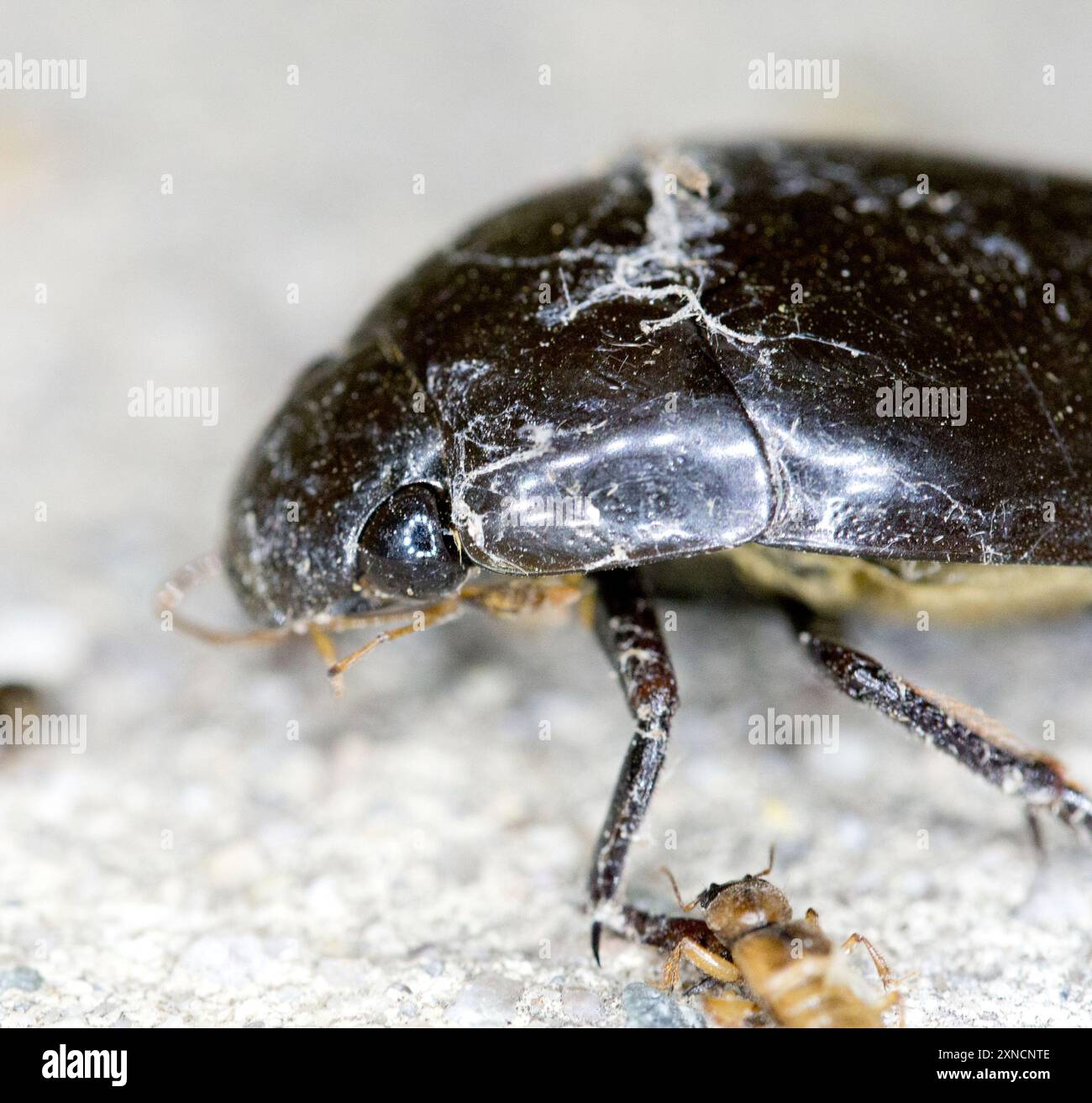 Giant Water Scavenger Beetle (Hydrophilus triangularis) Insecta Stock ...