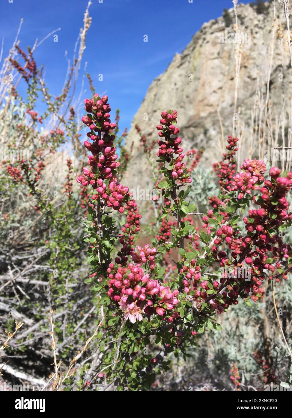 Desert Peach (Prunus andersonii) Plantae Stock Photo - Alamy