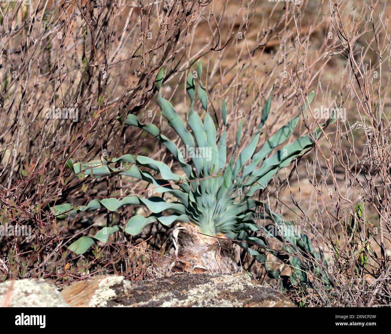 Poison-bulb (Boophone disticha) Plantae Stock Photo - Alamy