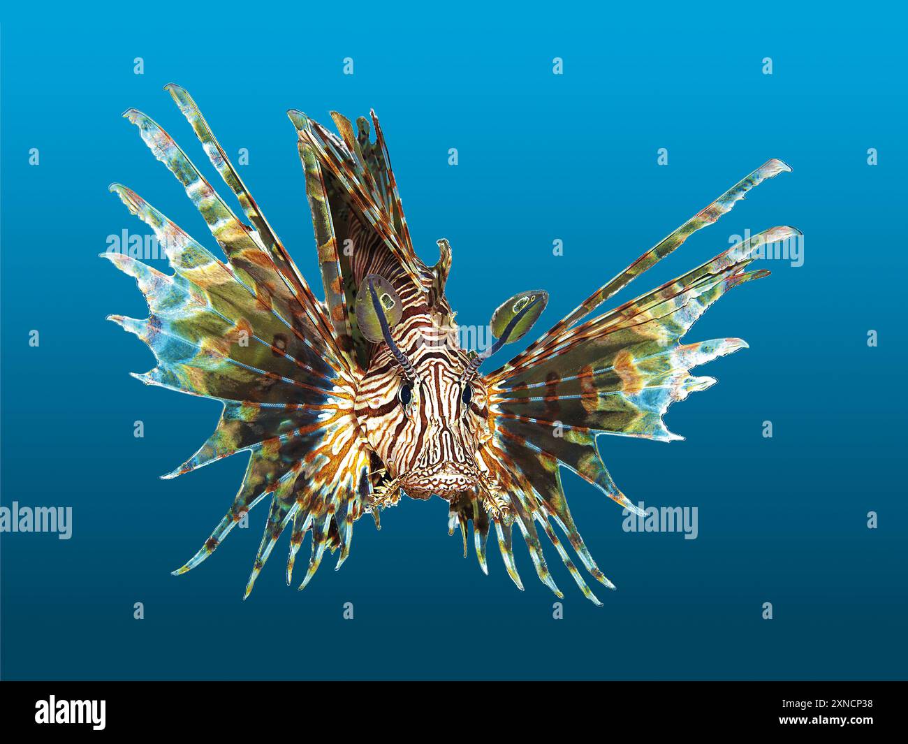 Lionfish abstract, isolated against a blue gradient background. Close ...