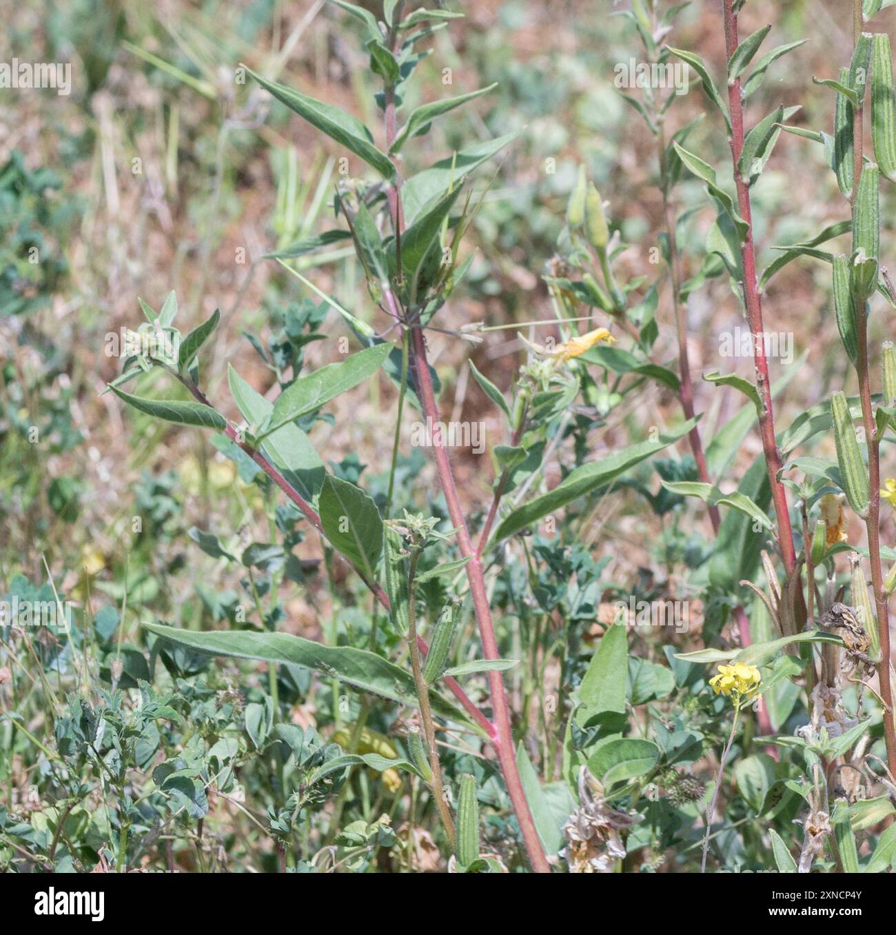 tall evening primrose (Oenothera elata) Plantae Stock Photo - Alamy