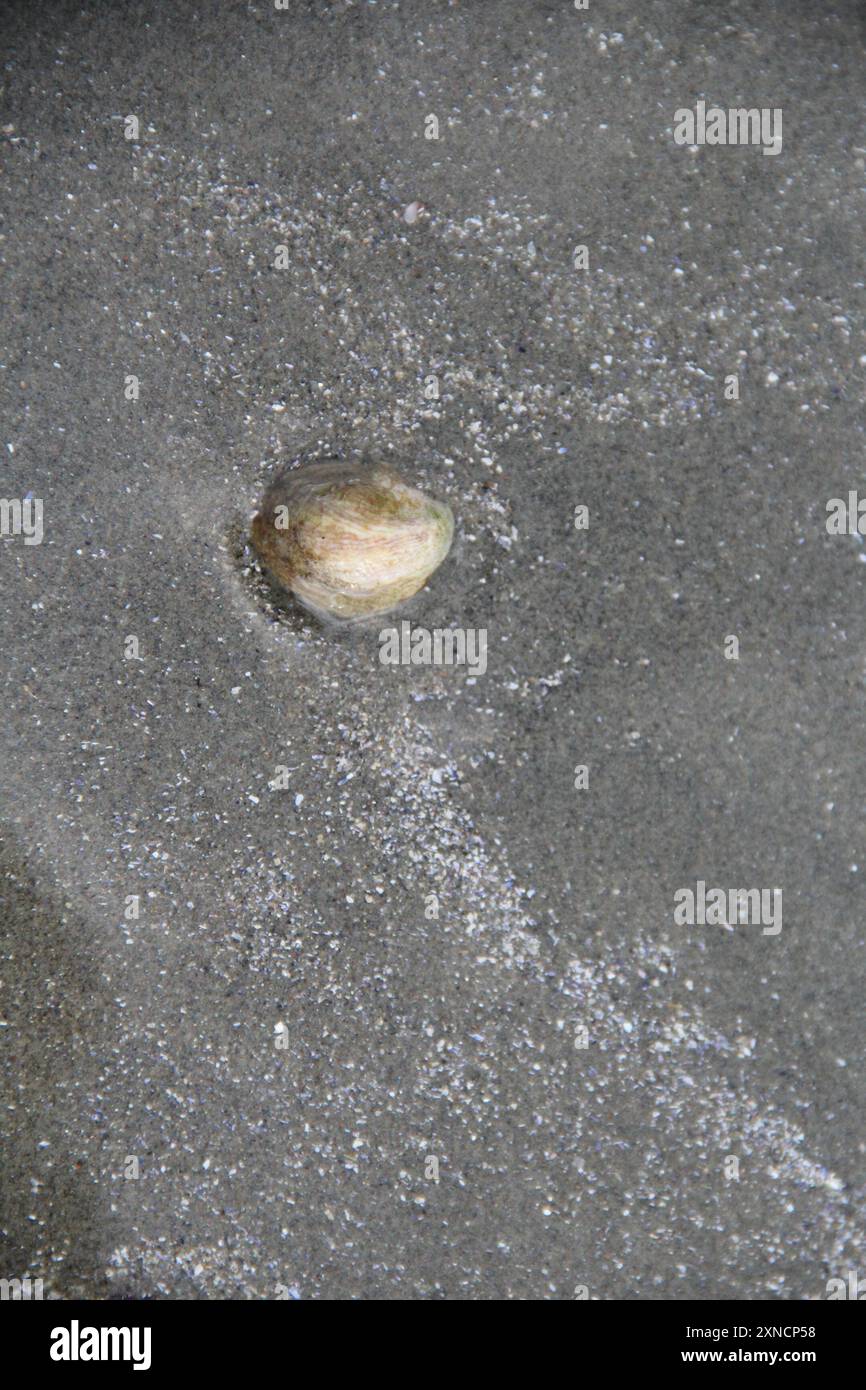 Common Atlantic Slippersnail (Crepidula fornicata) Mollusca Stock Photo ...