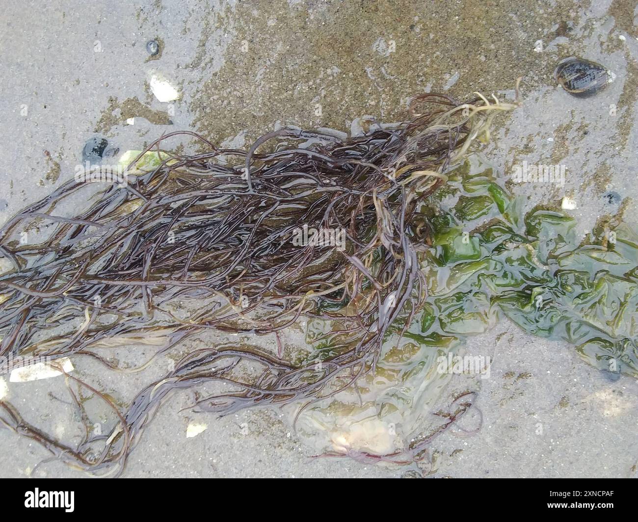 vascular plants (Tracheophyta) Plantae Stock Photo - Alamy