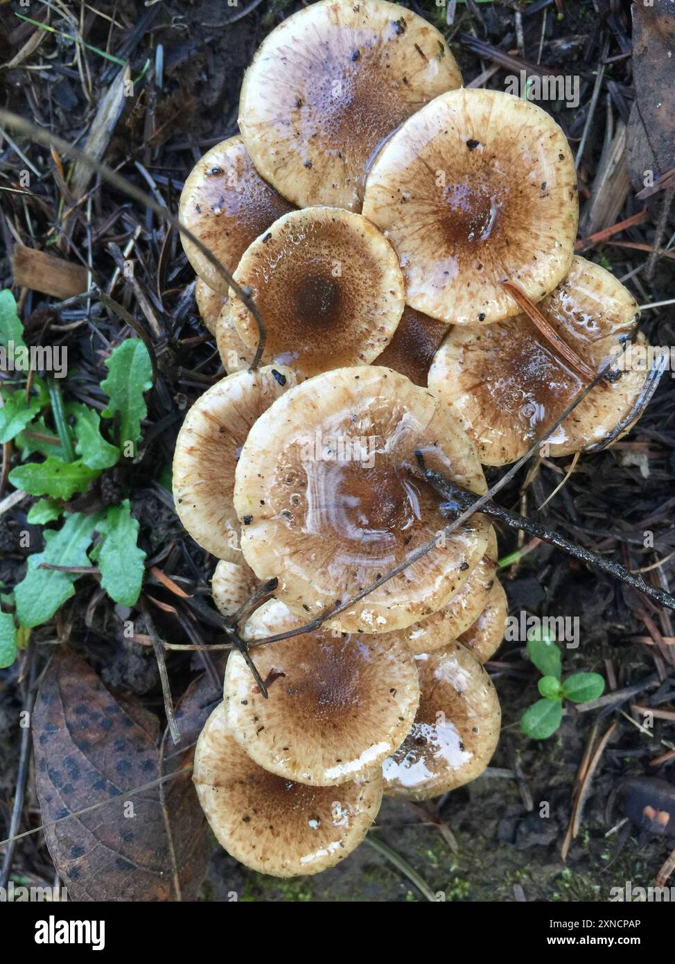 Pholiota terrestris hi-res stock photography and images - Alamy