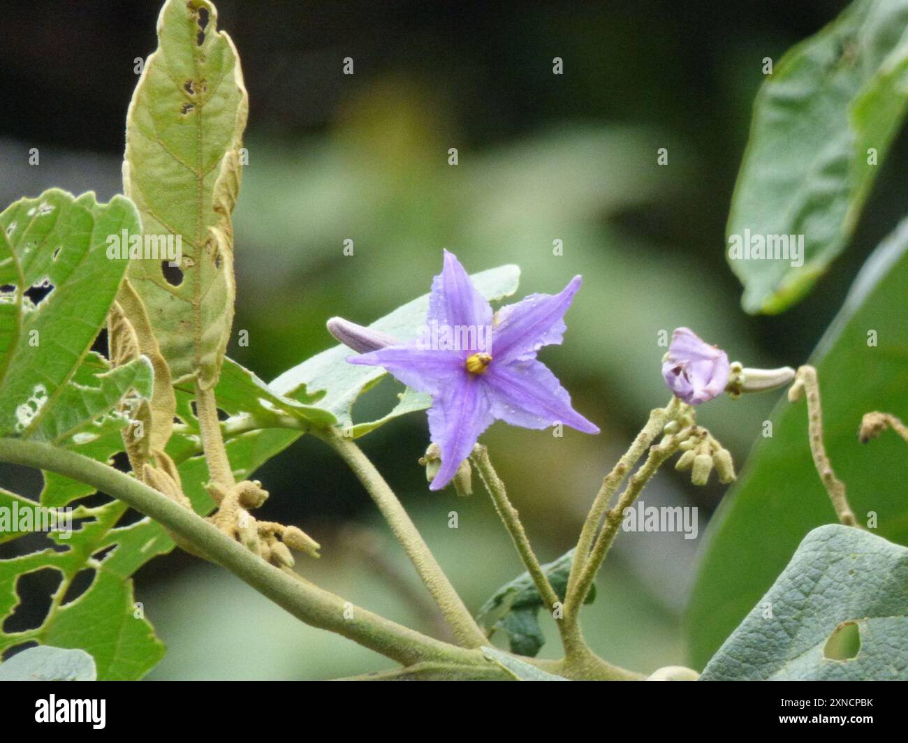 (Solanum sycophanta) Plantae Stock Photo - Alamy