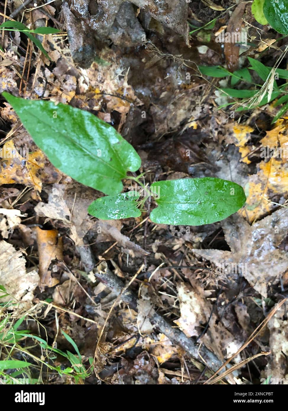 Virginia snakeroot (Aristolochia serpentaria) Plantae Stock Photo - Alamy