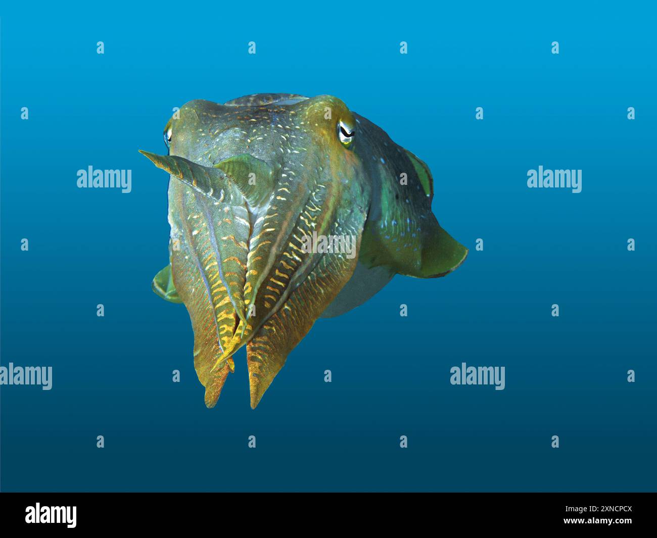 Sepia up close! Cuttlefish shimmers in ever-changing colors, isolated ...