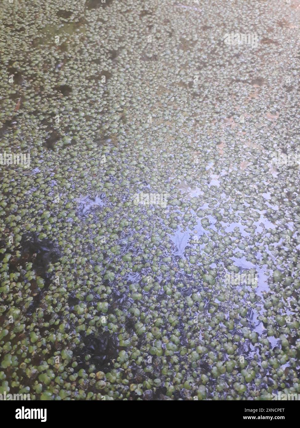 greater duckweed (Spirodela polyrhiza) Plantae Stock Photo - Alamy