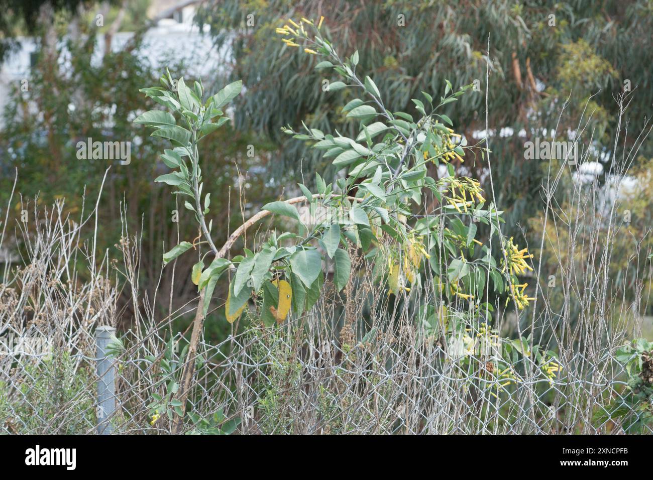 tree tobacco (Nicotiana glauca) Plantae Stock Photo - Alamy