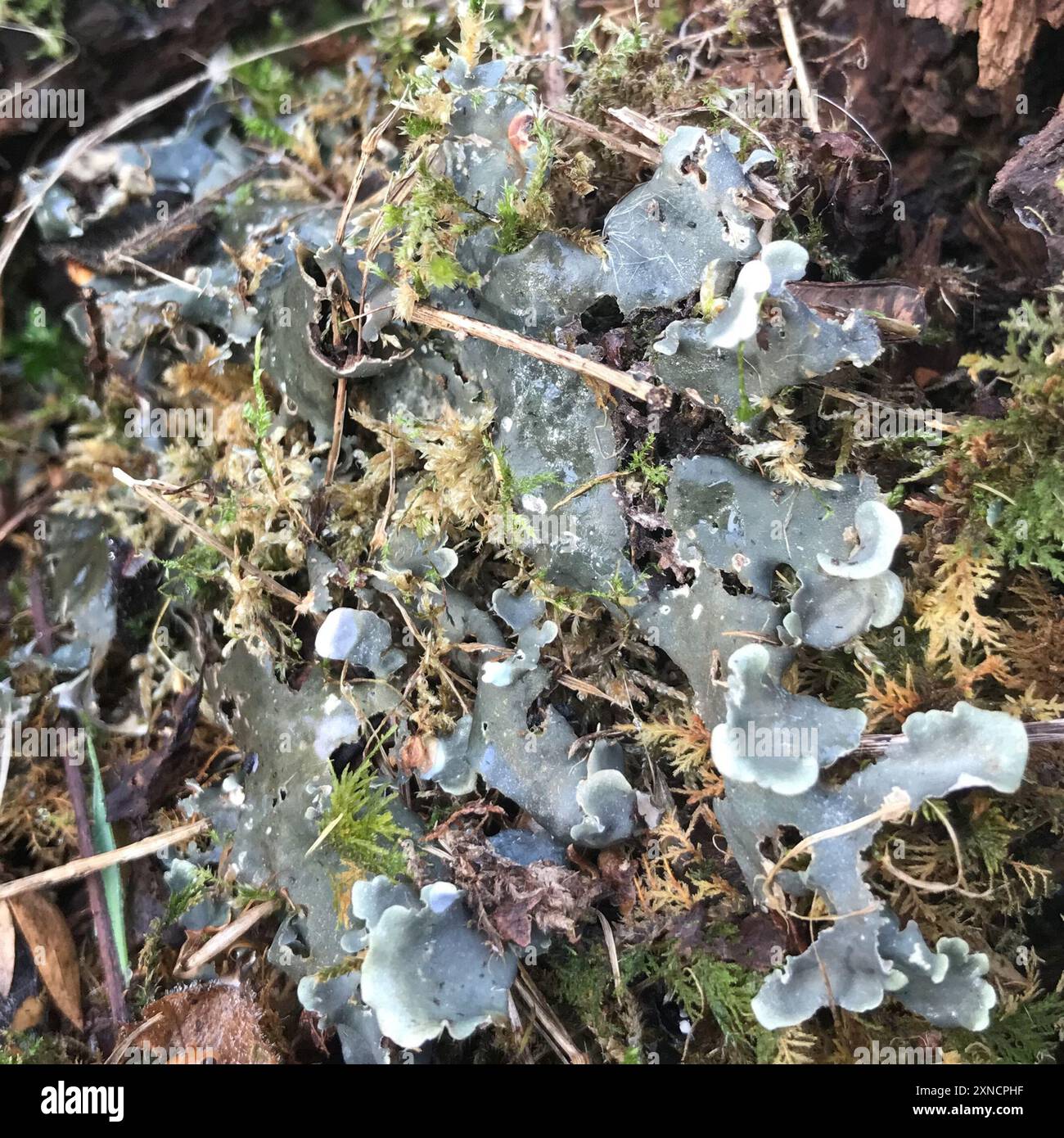 dog pelt lichen (Peltigera canina) Fungi Stock Photo - Alamy