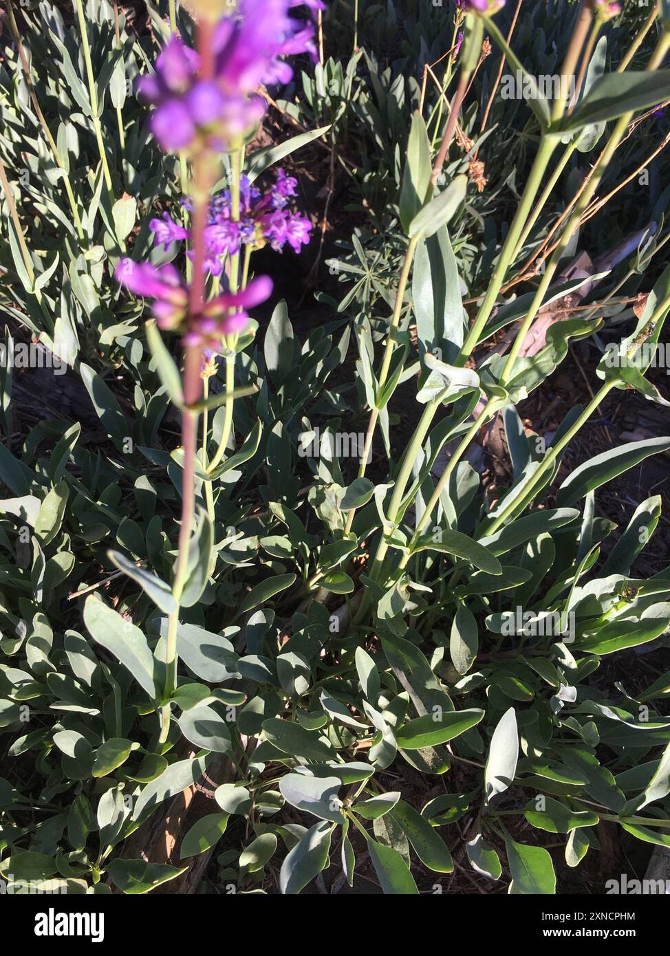 Glaucous Beardtongue (Penstemon euglaucus) Plantae Stock Photo - Alamy