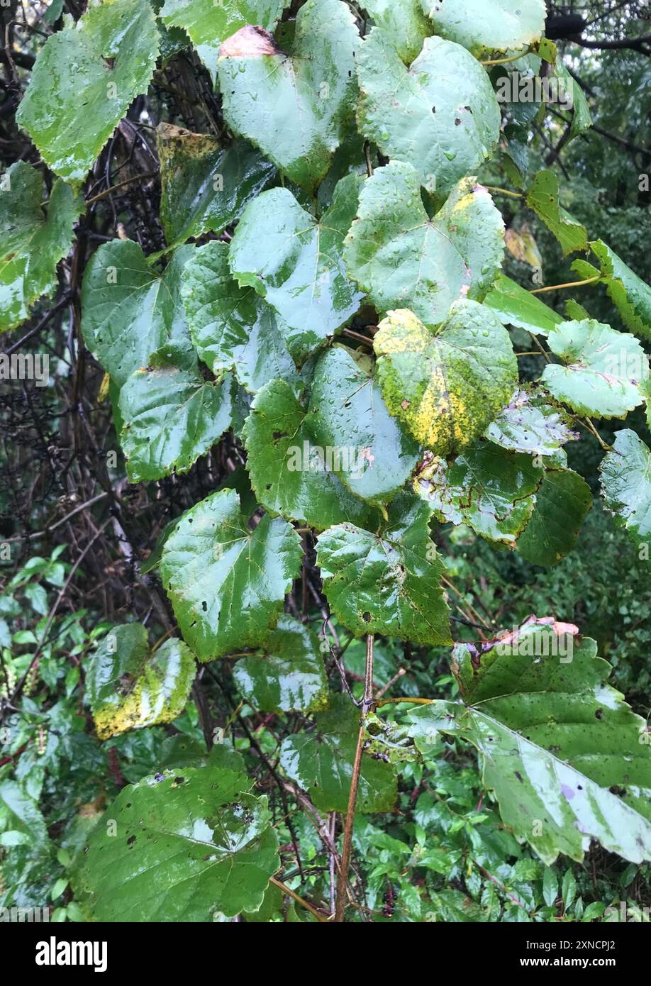 frost grape (Vitis vulpina) Plantae Stock Photo - Alamy