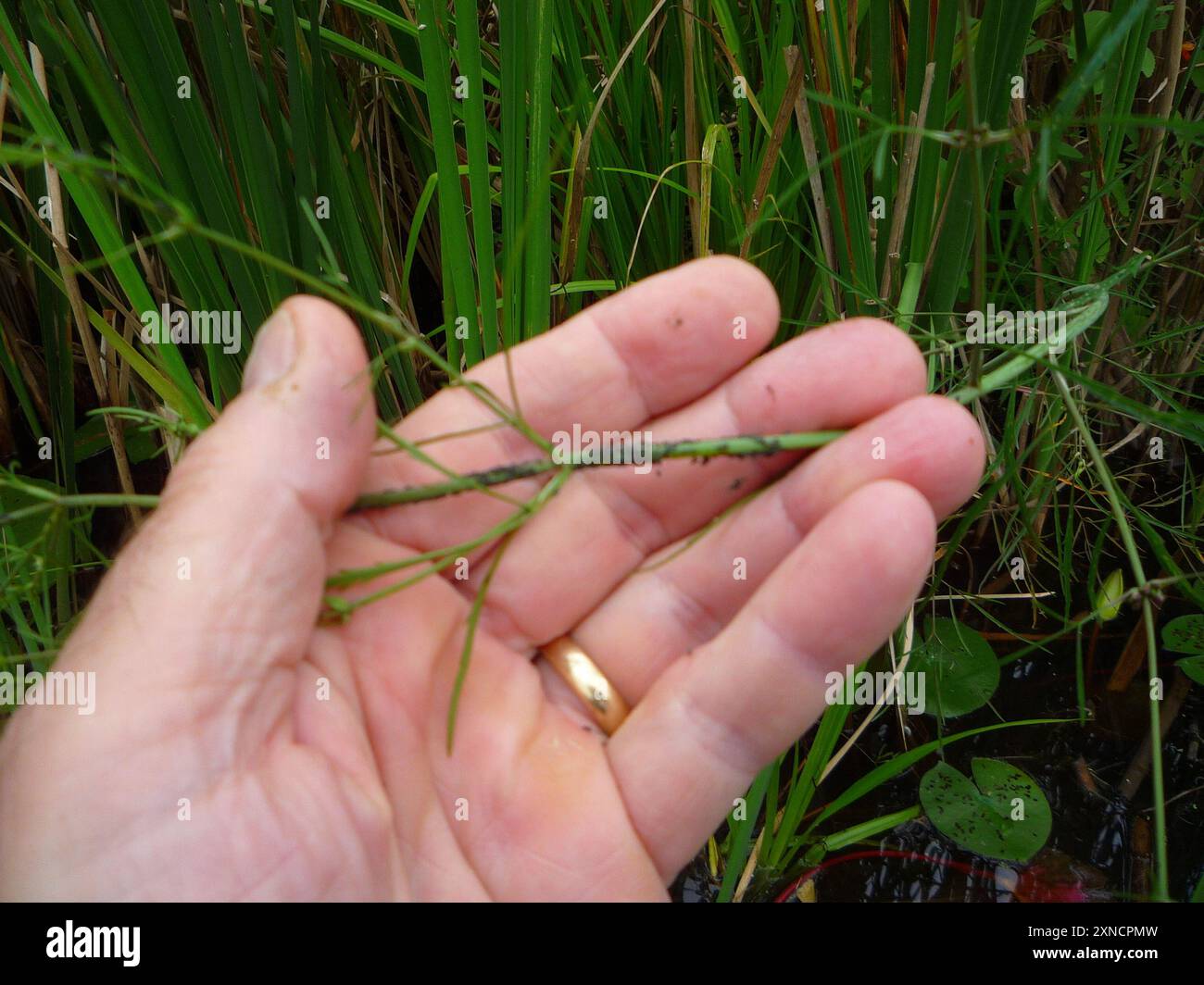 bulblet-bearing water hemlock (Cicuta bulbifera) Plantae Stock Photo ...