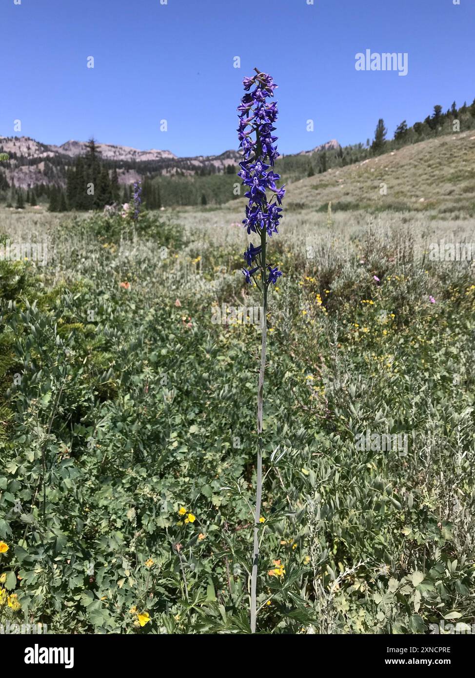 Subalpine Larkspur (Delphinium occidentale) Plantae Stock Photo - Alamy