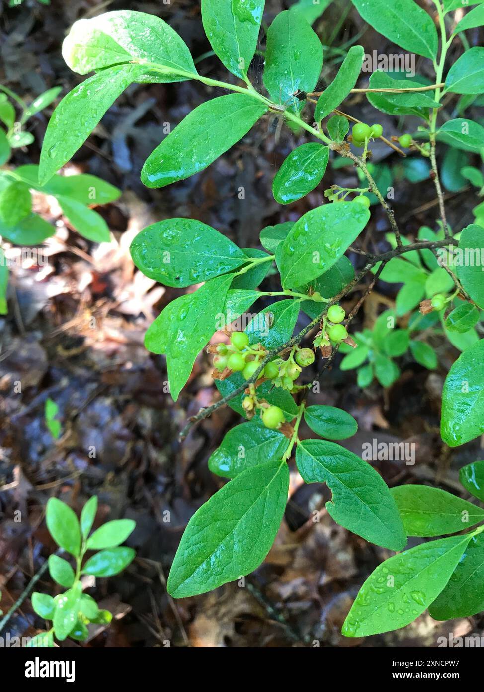 black huckleberry (Gaylussacia baccata) Plantae Stock Photo - Alamy