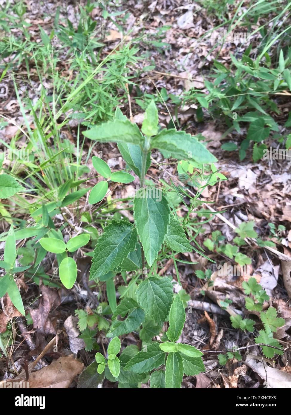 smaller white snakeroot (Ageratina aromatica) Plantae Stock Photo - Alamy