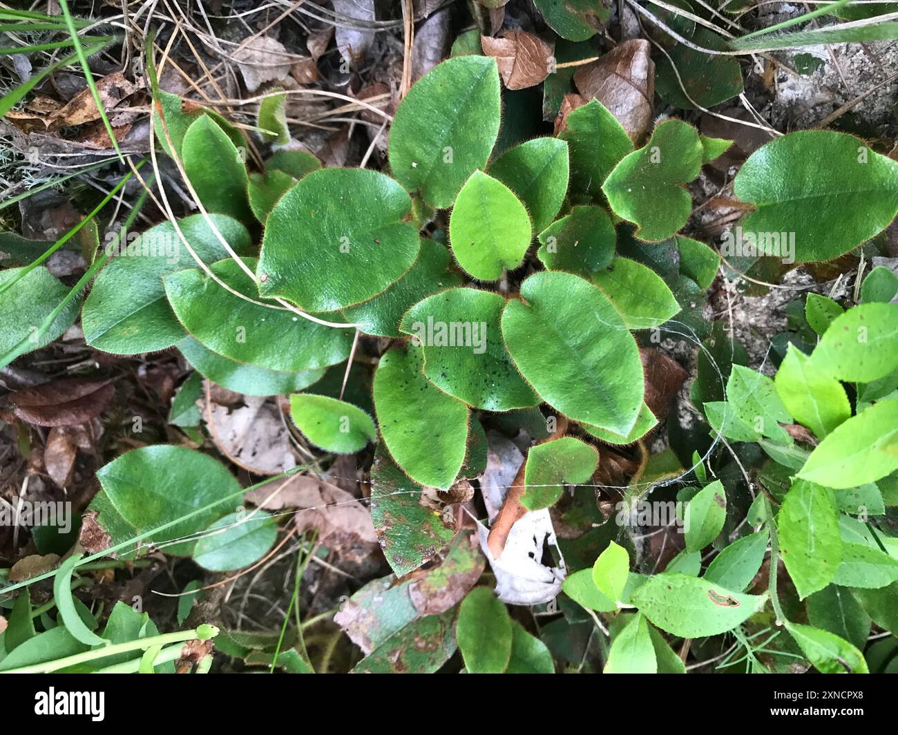 trailing arbutus (Epigaea repens) Plantae Stock Photo - Alamy