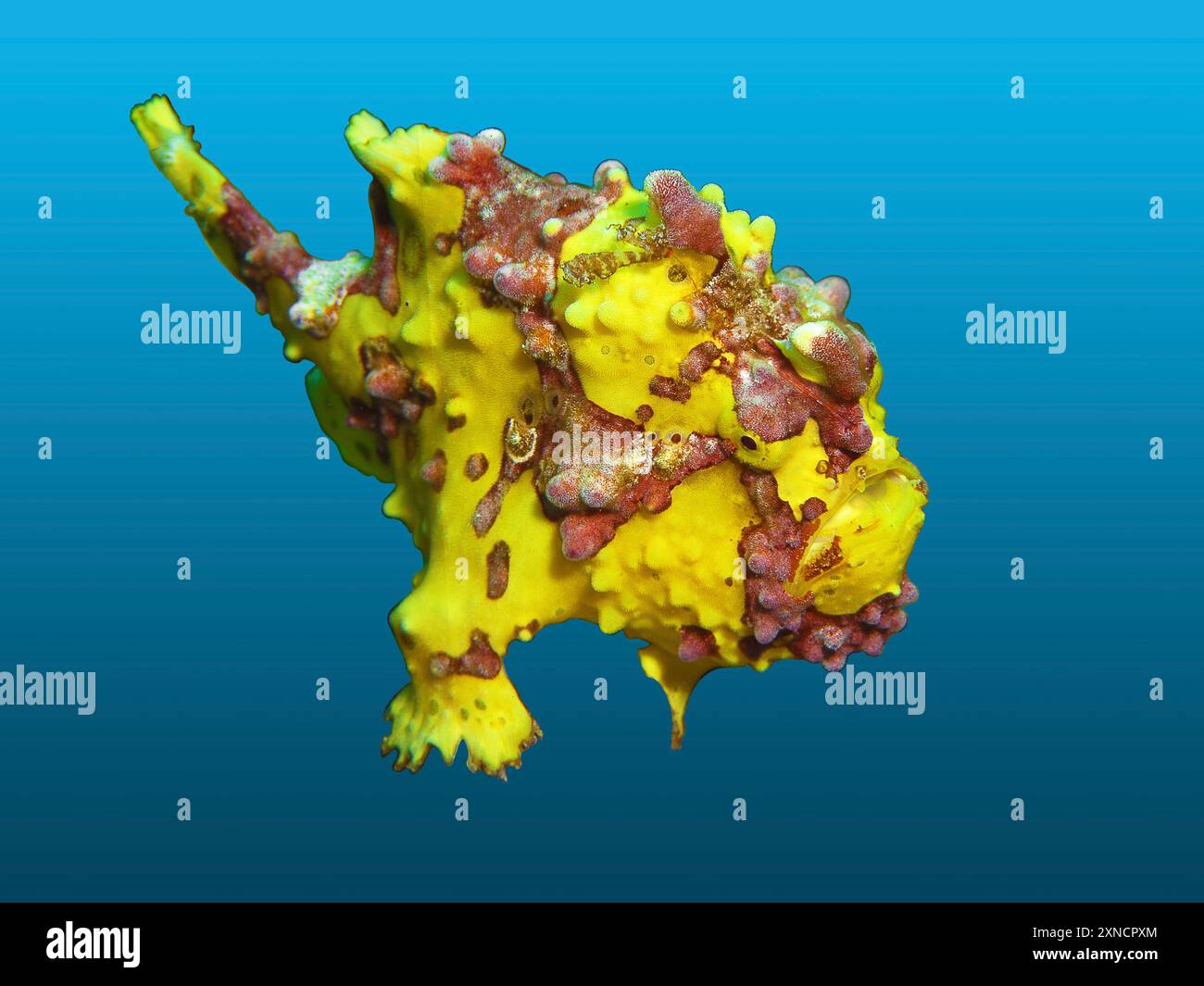 Frogfish - Antennarius maculatus - isolated against a blue gradient ...