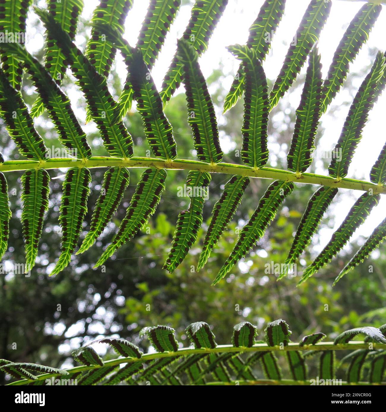 Ptisana hi-res stock photography and images - Alamy