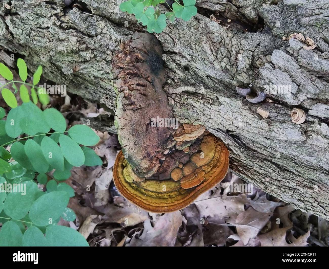 artist's bracket (Ganoderma applanatum) Fungi Stock Photo - Alamy