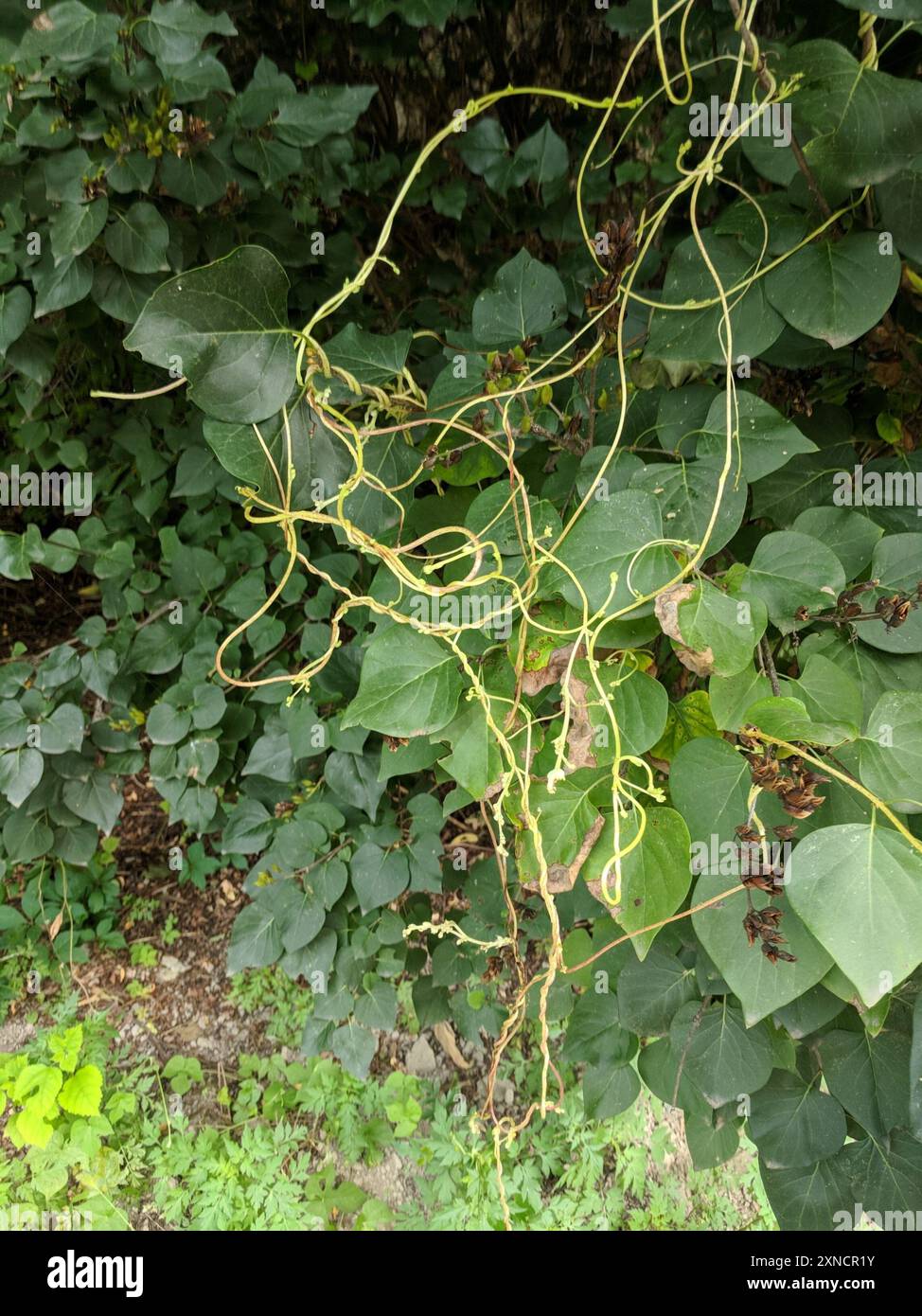 Japanese dodder (Cuscuta japonica) Plantae Stock Photo - Alamy