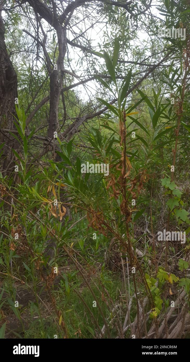 mule fat (Baccharis salicifolia) Plantae Stock Photo - Alamy