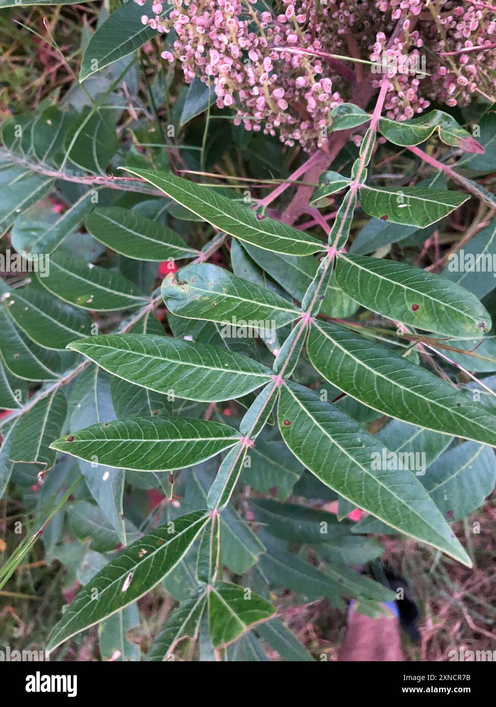 shining sumac (Rhus copallinum) Plantae Stock Photo - Alamy
