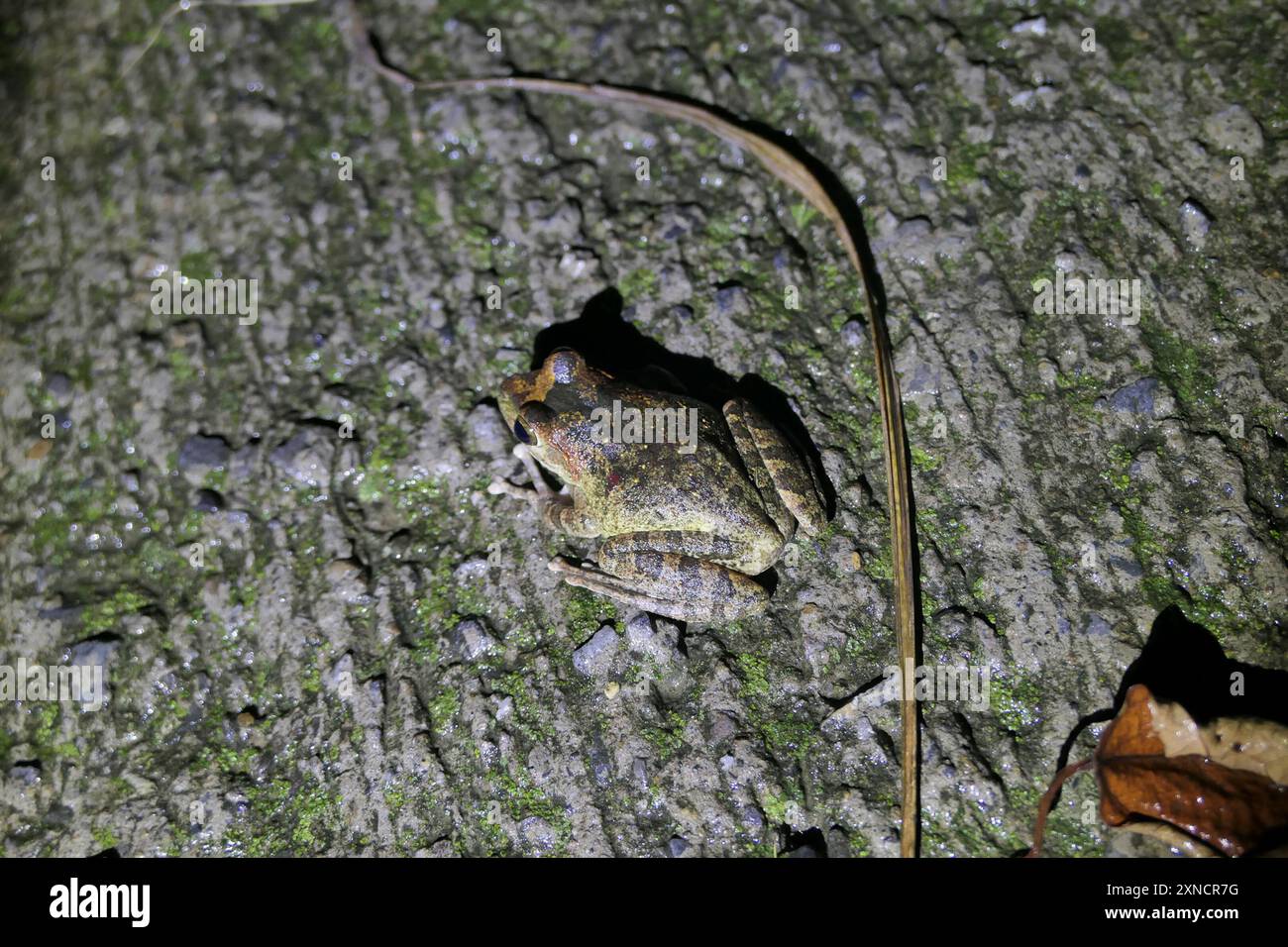 Robust Kajika Frog (Buergeria robusta) Amphibia Stock Photo - Alamy
