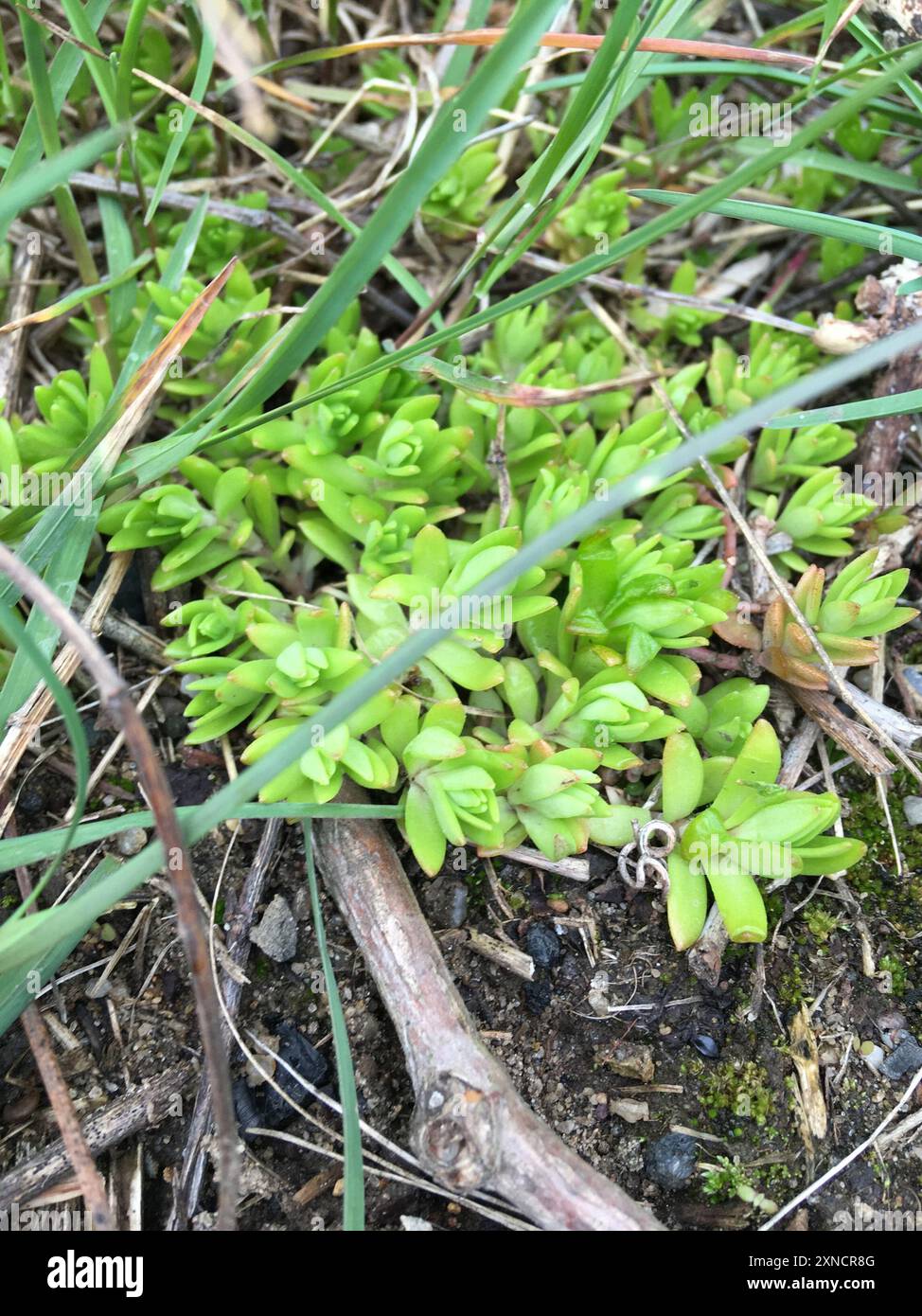 Stringy Stonecrop (Sedum sarmentosum) Plantae Stock Photo - Alamy