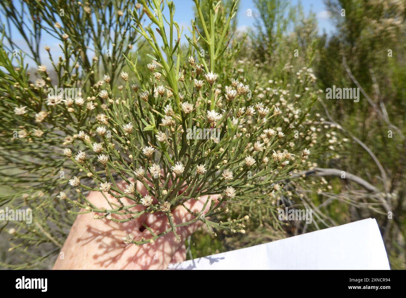 Desert Broom (Baccharis sarothroides) Plantae Stock Photo - Alamy