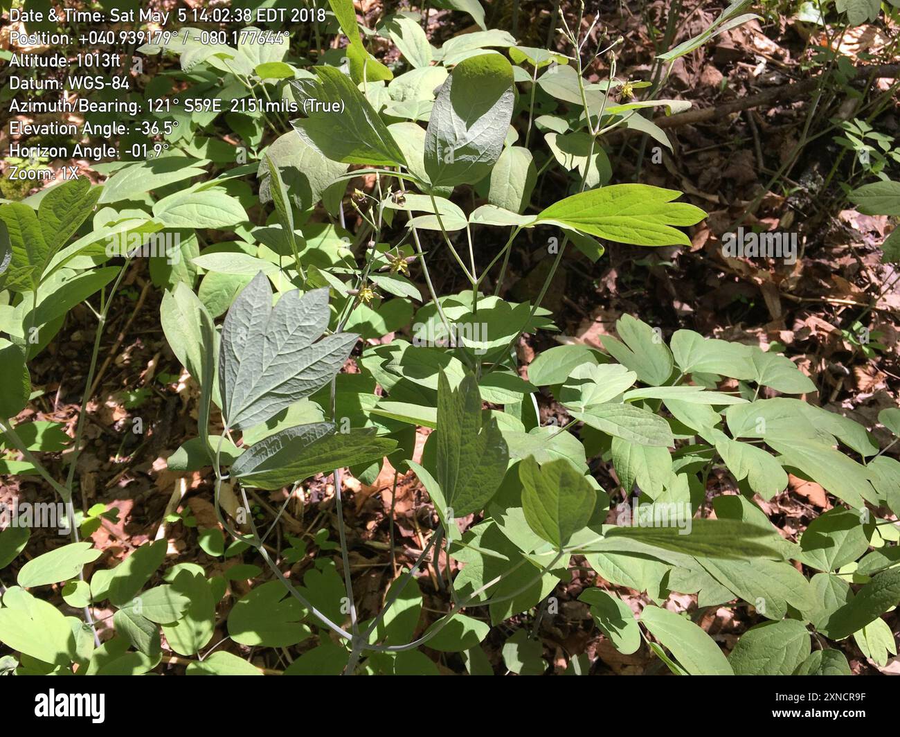 blue cohosh (Caulophyllum thalictroides) Plantae Stock Photo - Alamy