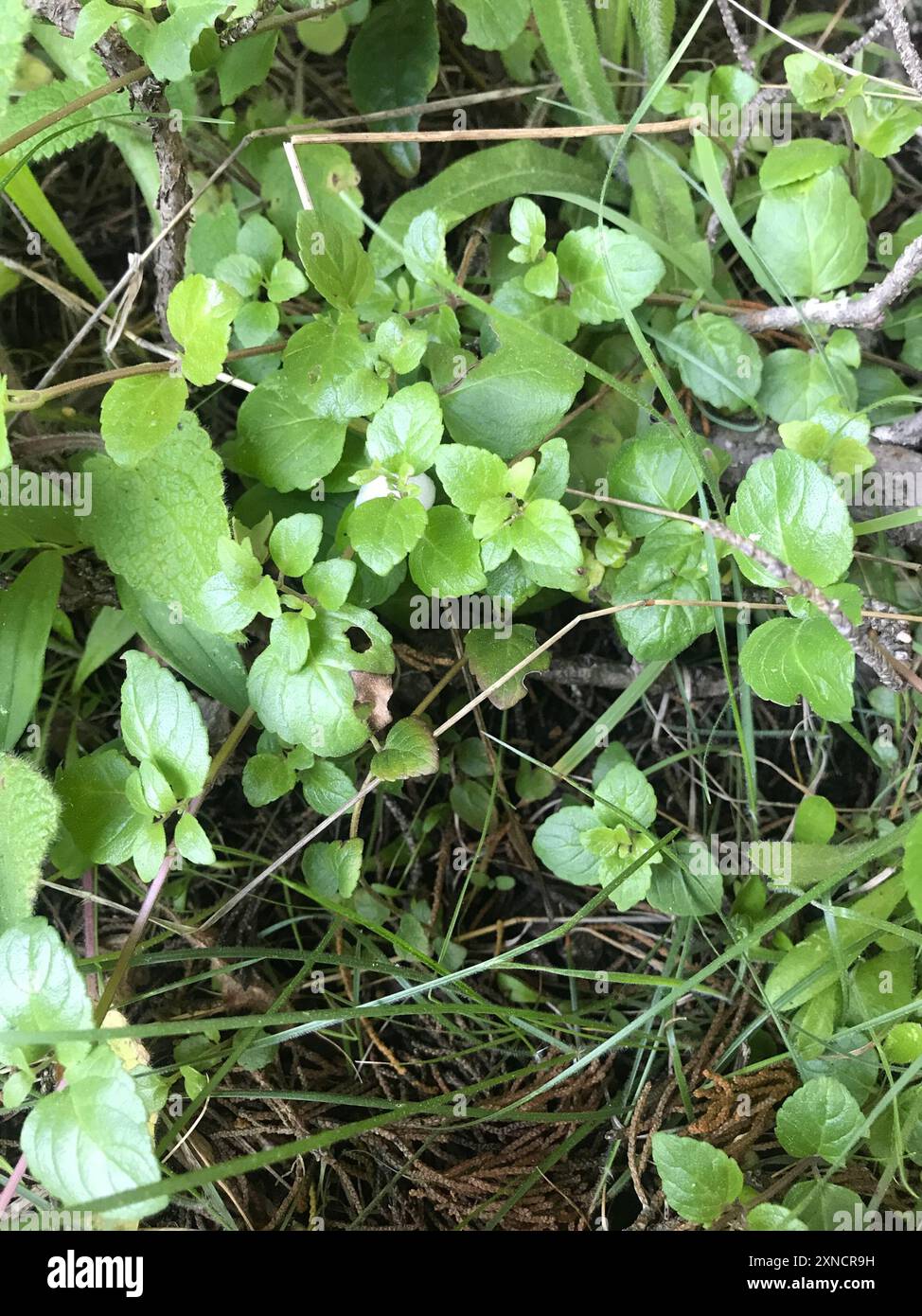 yerba buena (Clinopodium douglasii) Plantae Stock Photo - Alamy