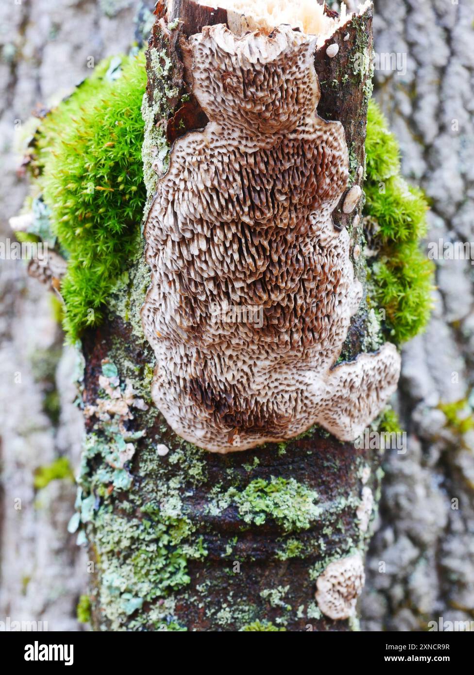 Common Mazegill (Datronia mollis) Fungi Stock Photo - Alamy