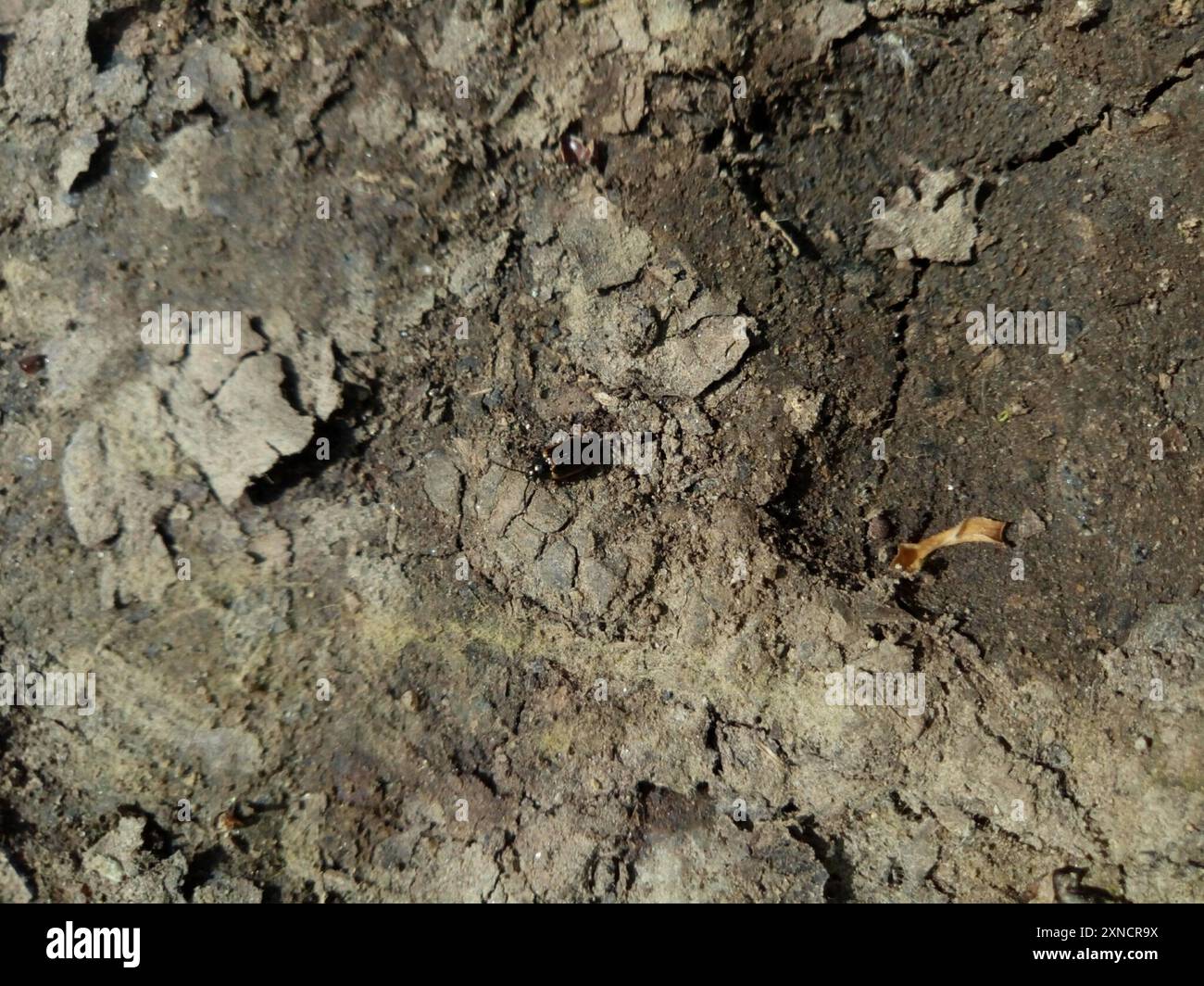 Yellow-margined Leaf Beetle (Microtheca ochroloma) Insecta Stock Photo ...