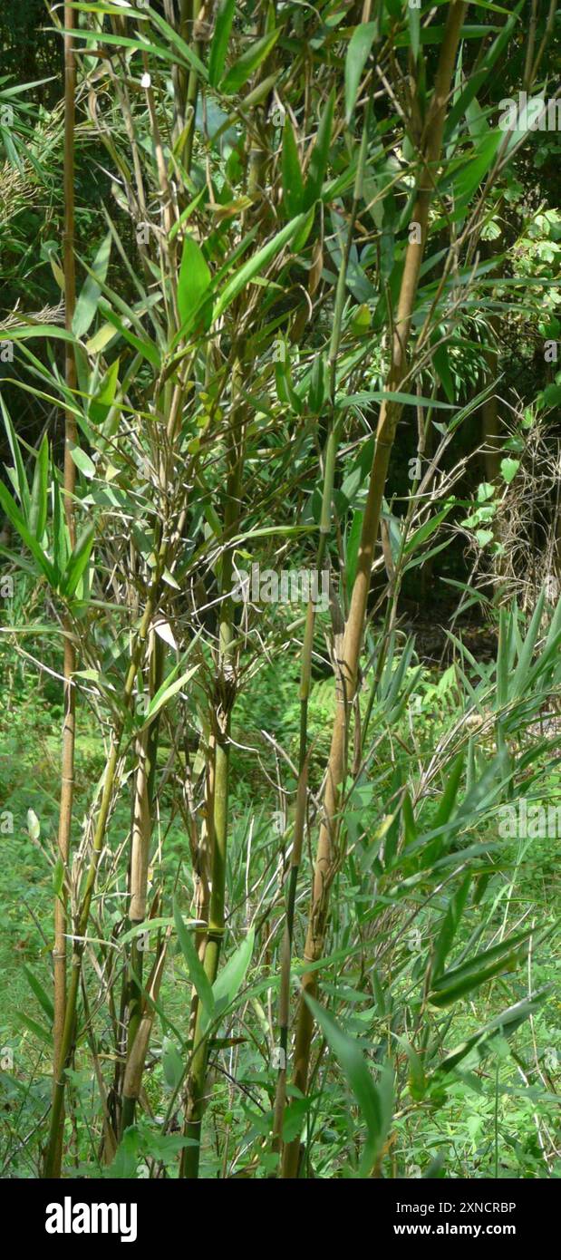 river cane (Arundinaria gigantea) Plantae Stock Photo - Alamy