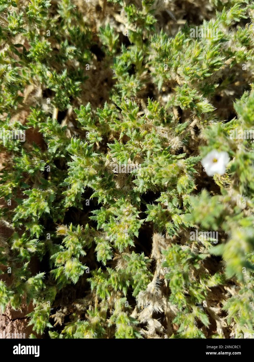 Crinklemat tiquilia latior hi-res stock photography and images - Alamy