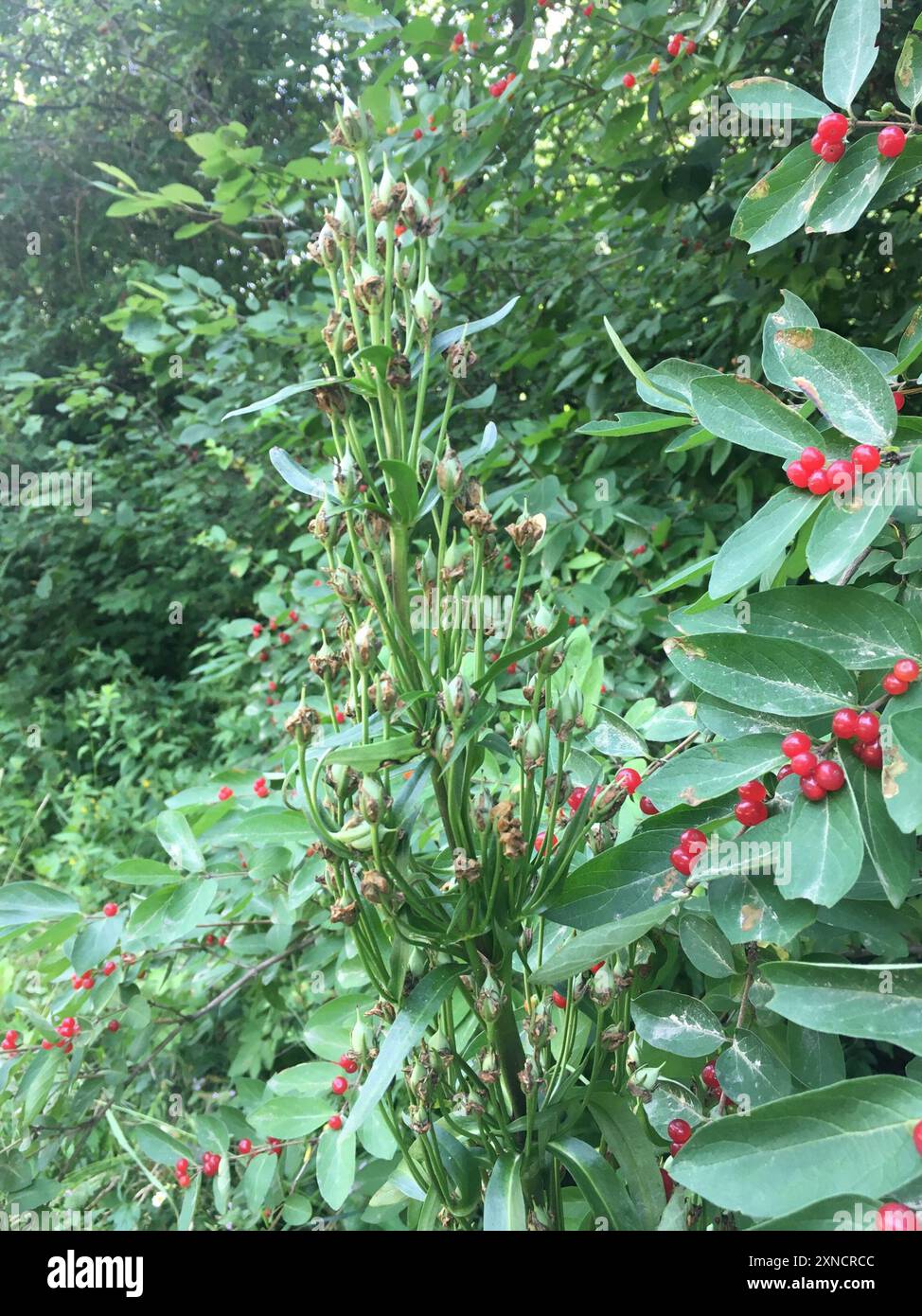 American columbo (Frasera caroliniensis) Plantae Stock Photo - Alamy