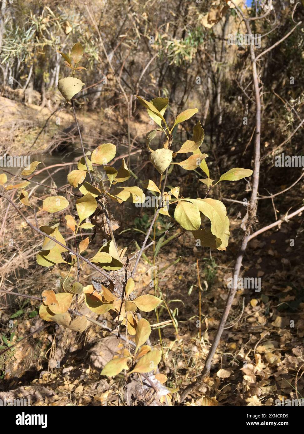 velvet ash (Fraxinus velutina) Plantae Stock Photo - Alamy