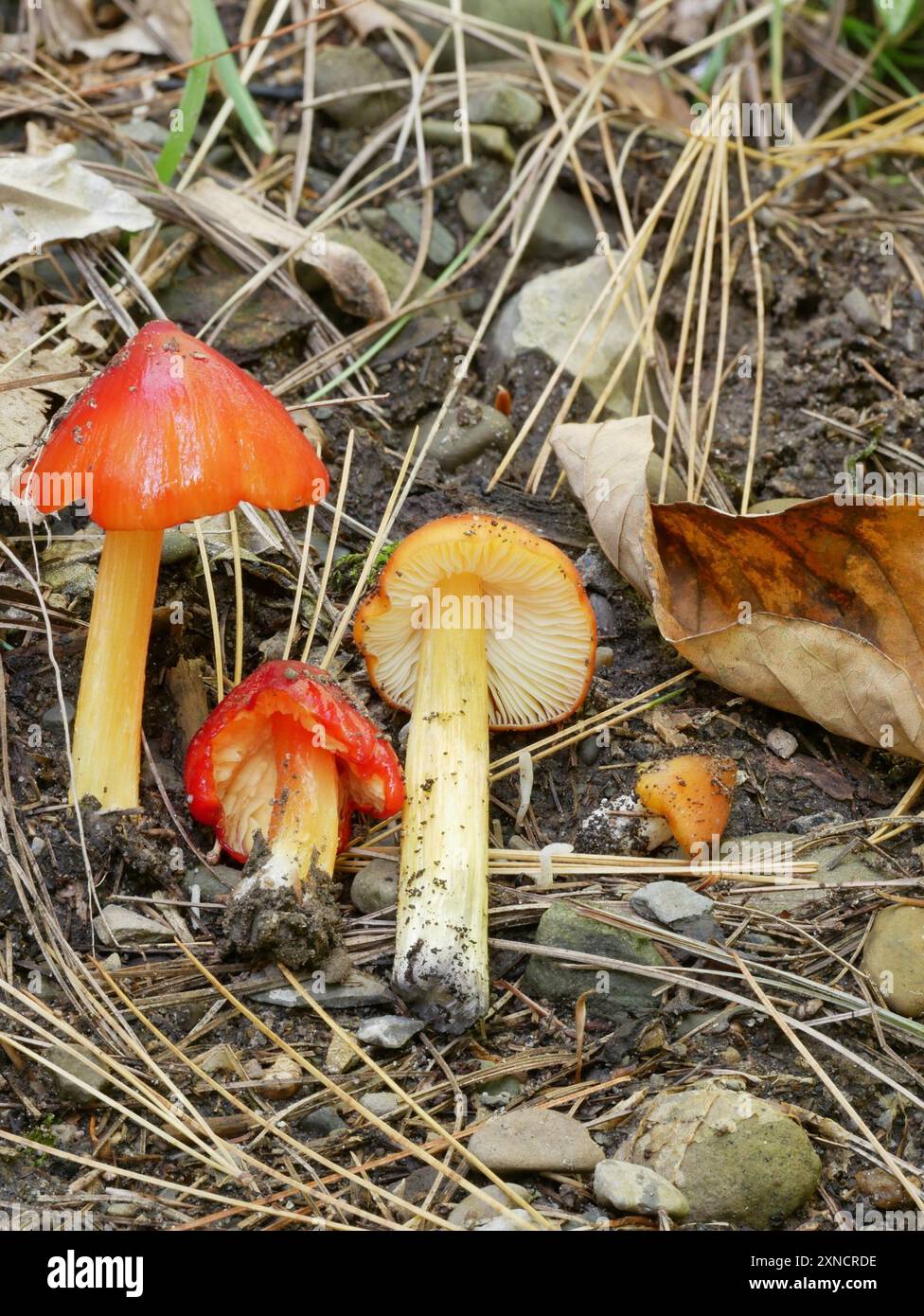 Persistent Waxcap (Hygrocybe acutoconica) Fungi Stock Photo - Alamy