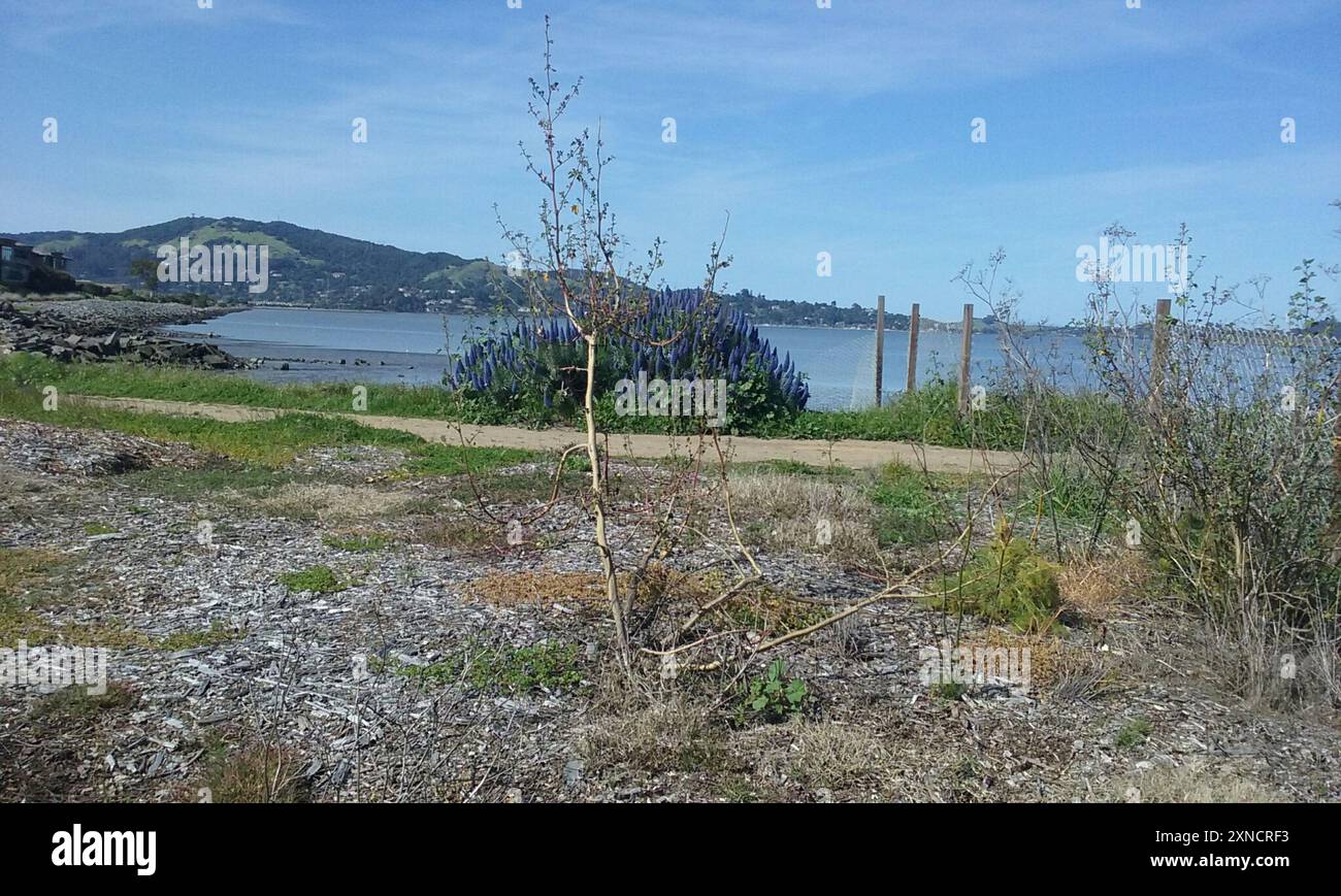 Cretan mallow (Malva multiflora) Plantae Stock Photo - Alamy