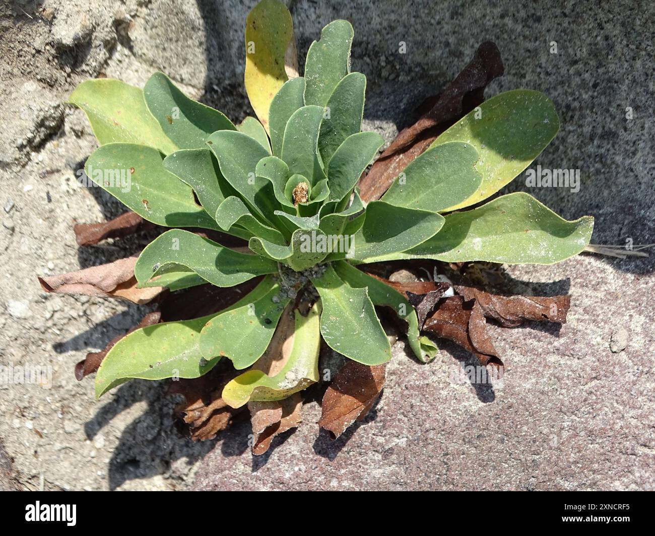 (Limonium sinense) Plantae Stock Photo - Alamy